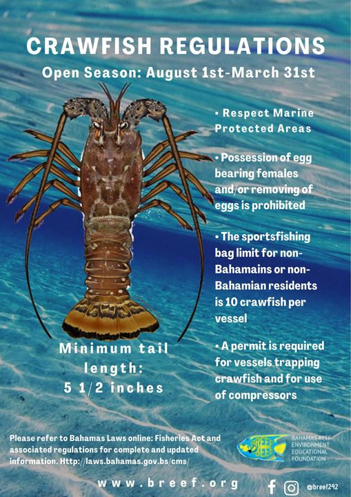 Crawfish Season Opens August 1st - Buying from the Bahamas